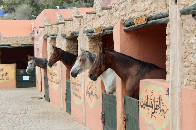 Arbeiten auf der marokkanischen Ranch de Diabat – Horseshoe Travel